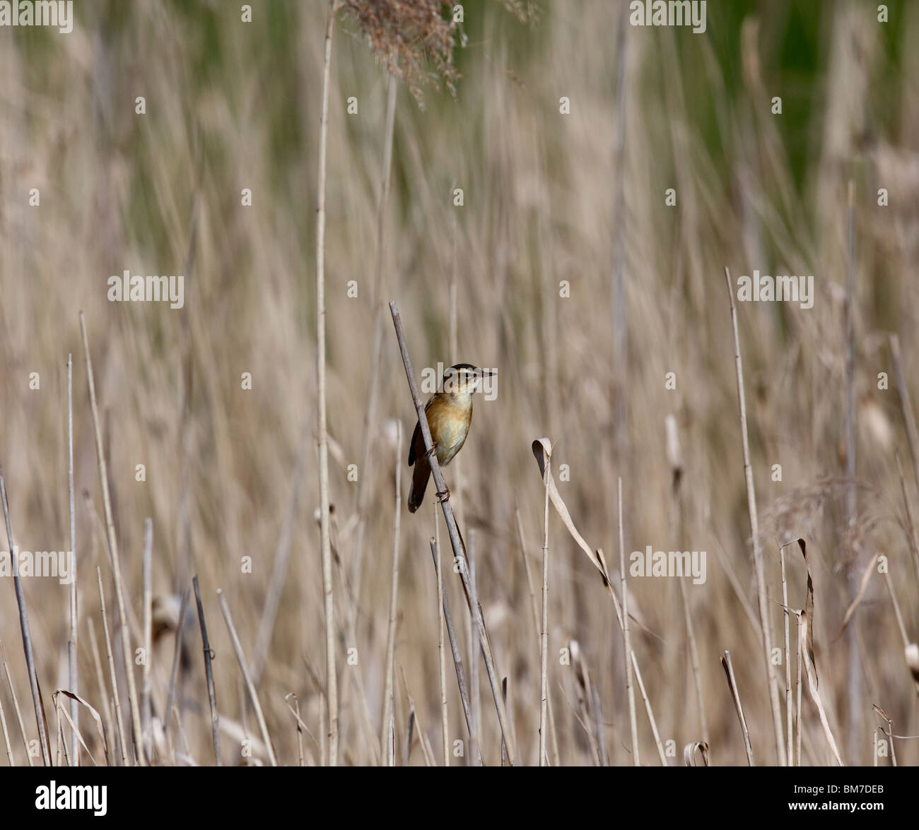 Reed And Stem High Resolution Stock Photography and Images - Alamy