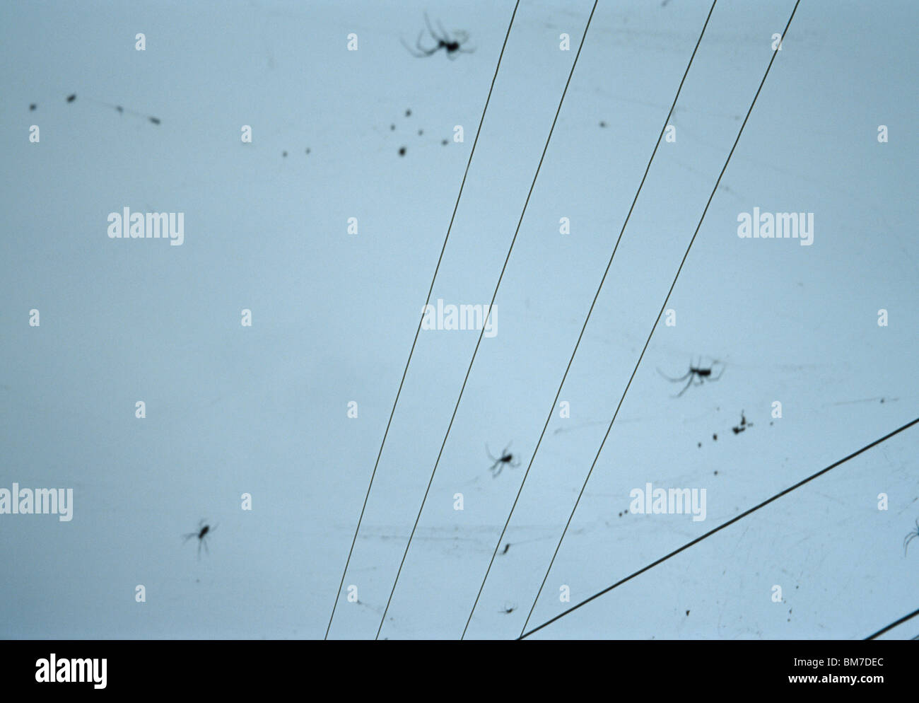 Hanging on power line hi-res stock photography and images - Alamy