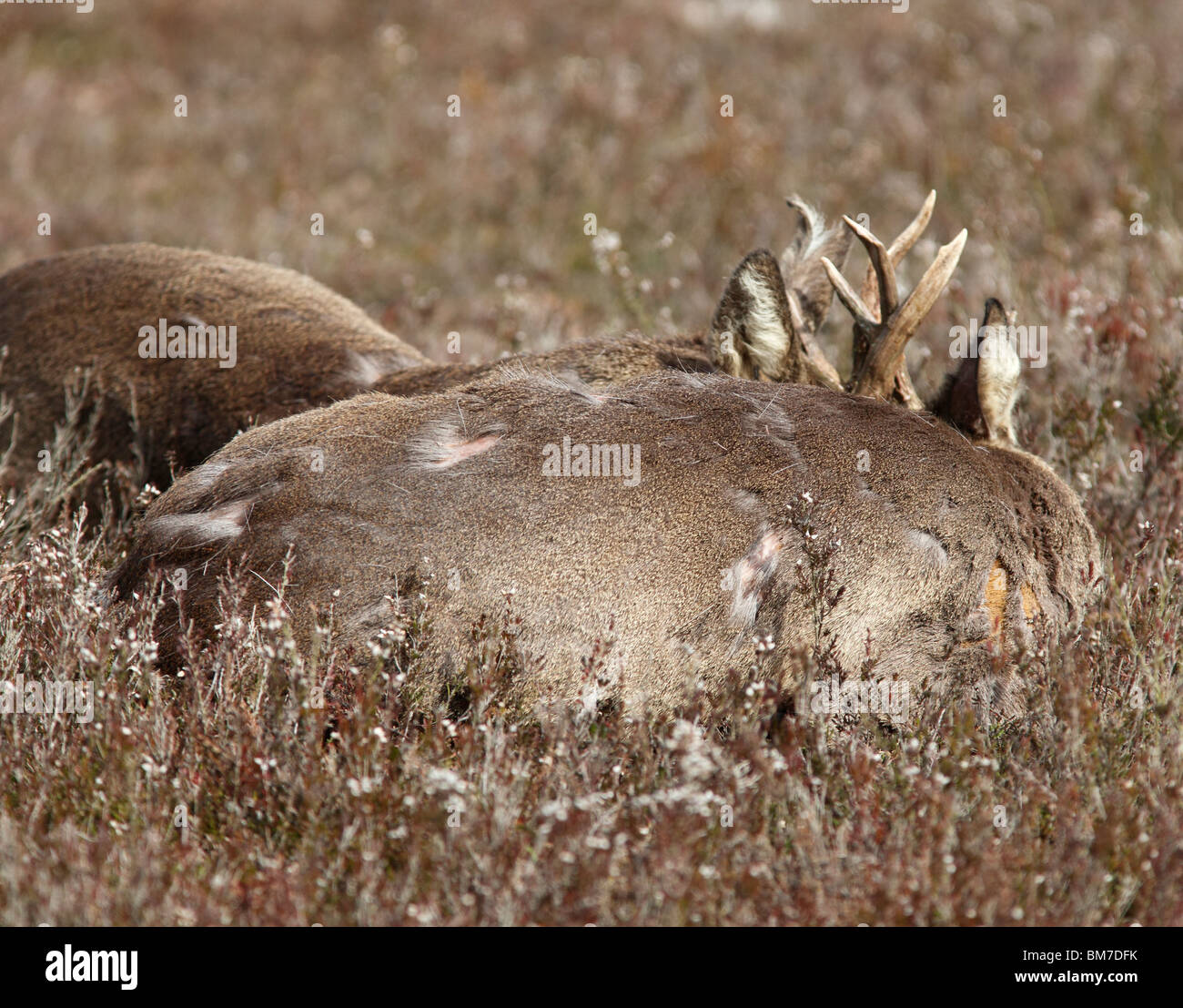 Antlers Locked High Resolution Stock Photography and Images - Alamy