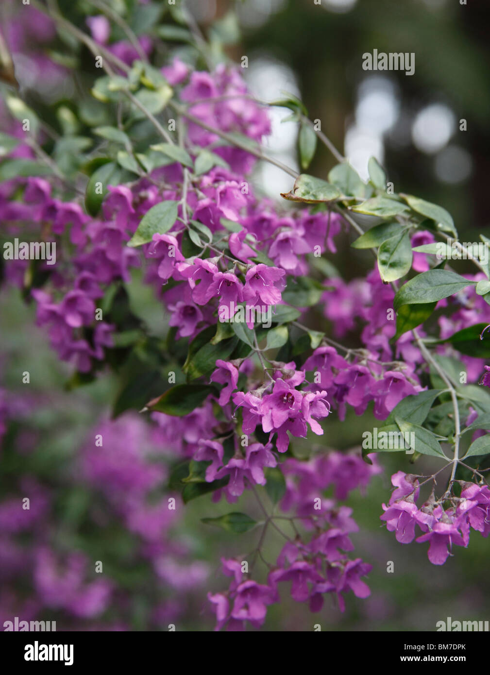 Common bush hi-res stock photography and images - Alamy