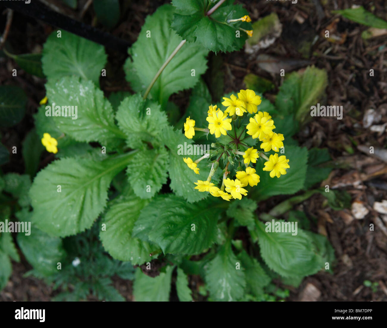 Kewensis hi-res stock photography and images - Alamy