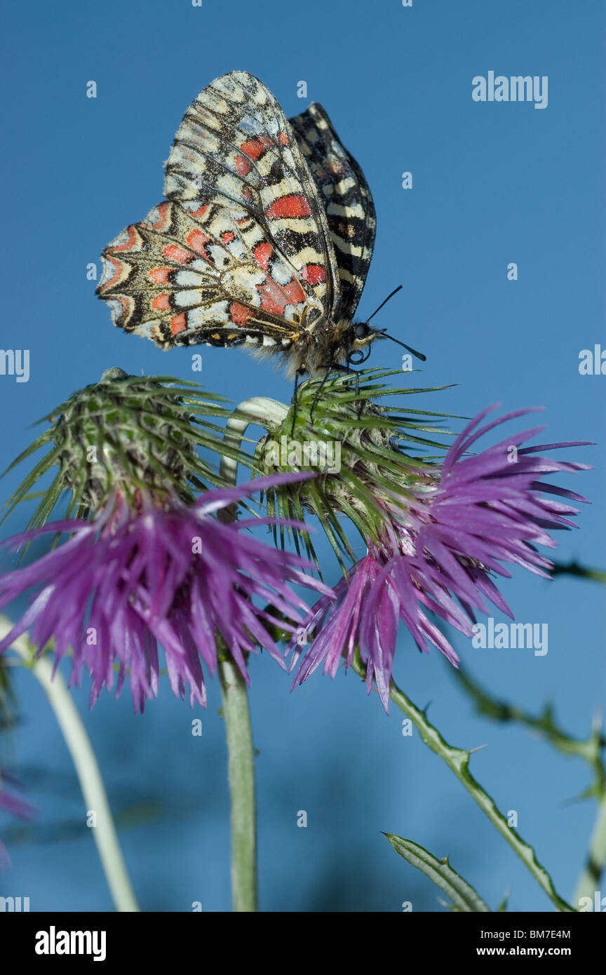 Spanish festoon butterfly (Zerynthia rumina) on Mediterranean thistle ...
