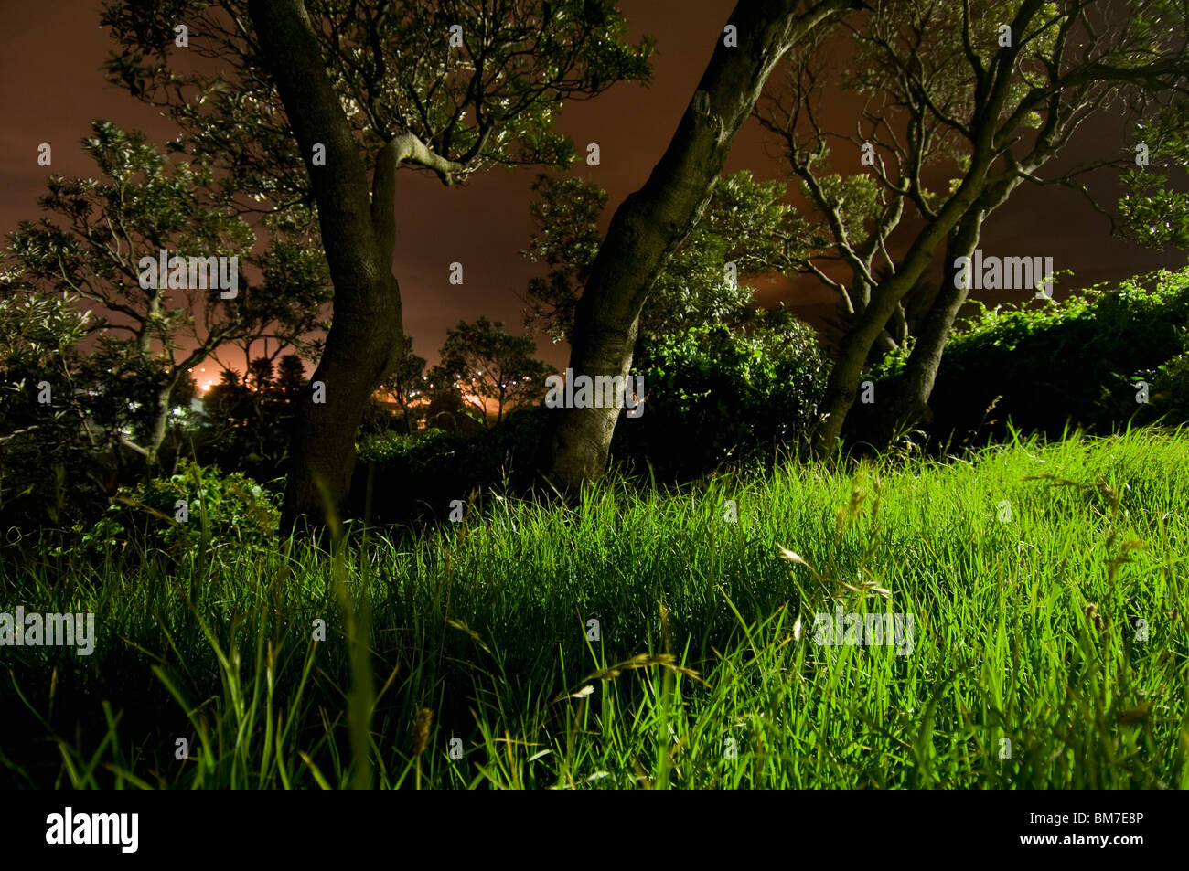 Into the night garden hi-res stock photography and images - Alamy