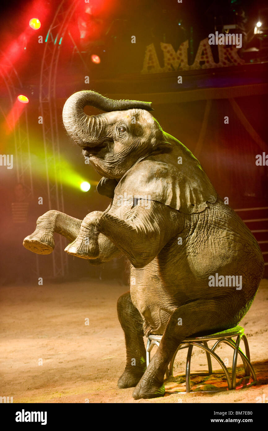 Amar Circus; 2010 Stock Photo - Alamy