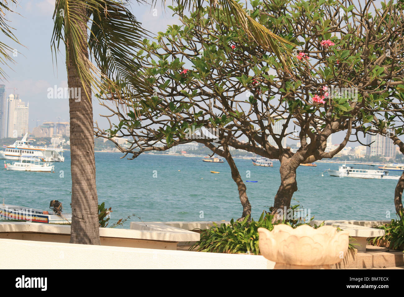 Tree and beach in south Pattaya, Thailand Stock Photo - Alamy