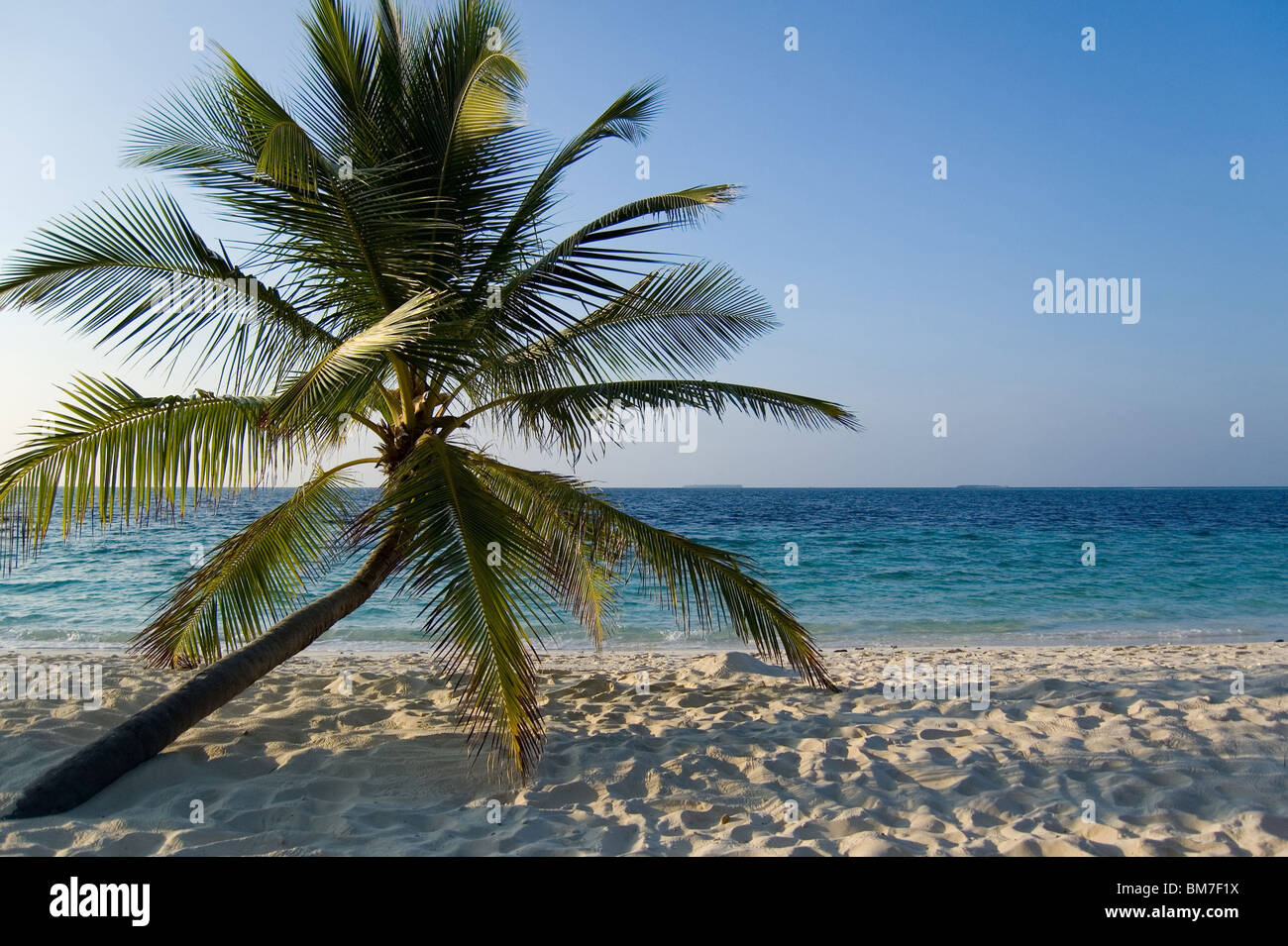 Maldives : Palm tree on a beach Stock Photo - Alamy