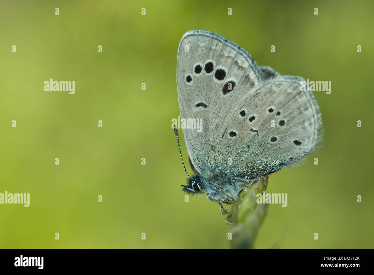 Black Eyed Blue butterfly (Glaucopsyche melanops Stock Photo - Alamy