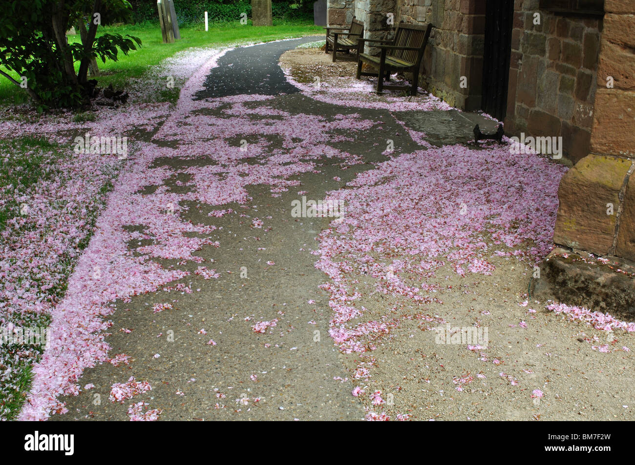 Fallen cherry blossom petals on path, St. John the Baptist Church ...