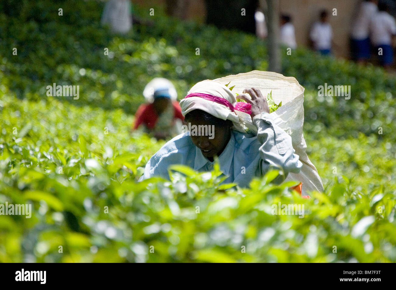 Sri Lanka : Worker in a tea plantation Stock Photo - Alamy