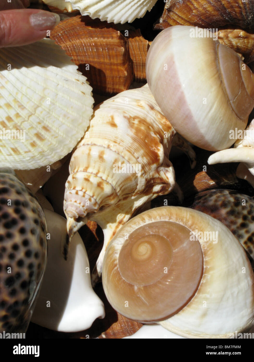 selection of various sea shells Stock Photo - Alamy