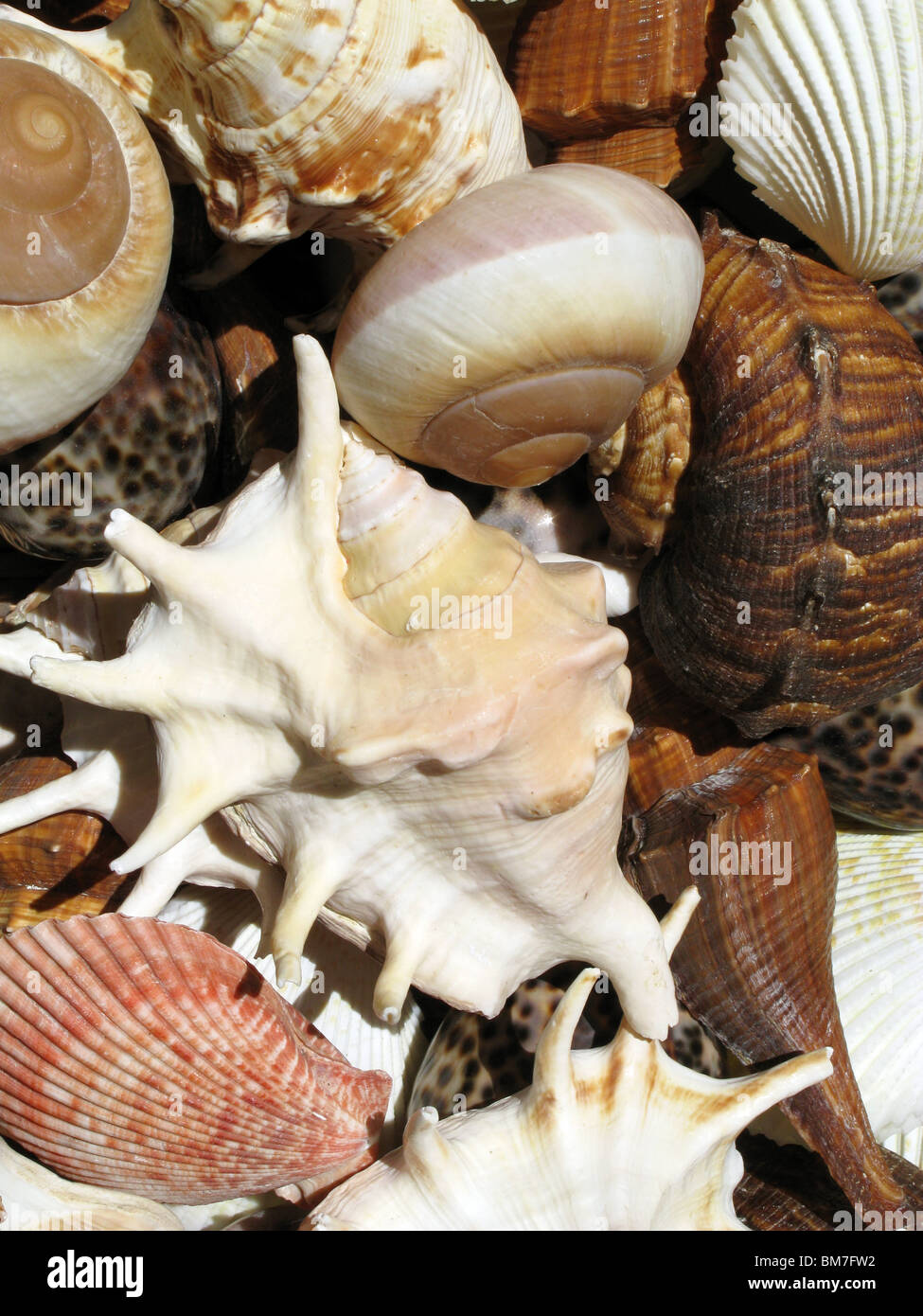 selection of various sea shells Stock Photo - Alamy