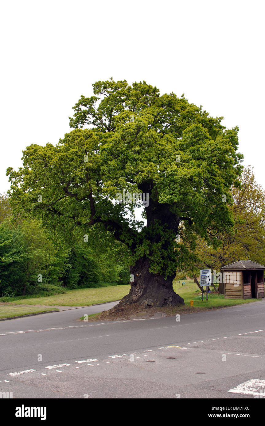 The Baginton Oak, Baginton, Warwickshire, England, UK Stock Photo - Alamy