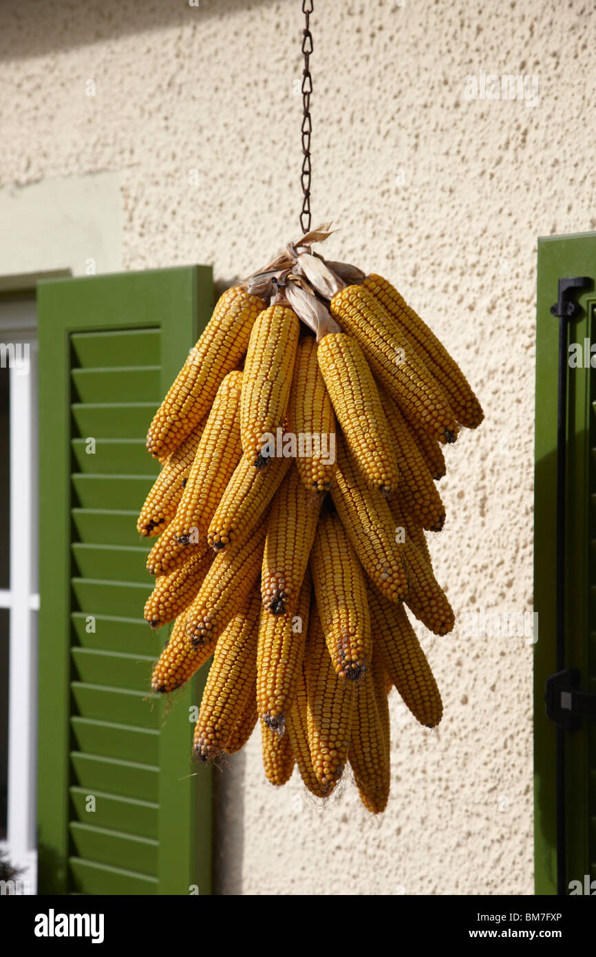 Large group of corncobs drying outside a house Stock Photo - Alamy