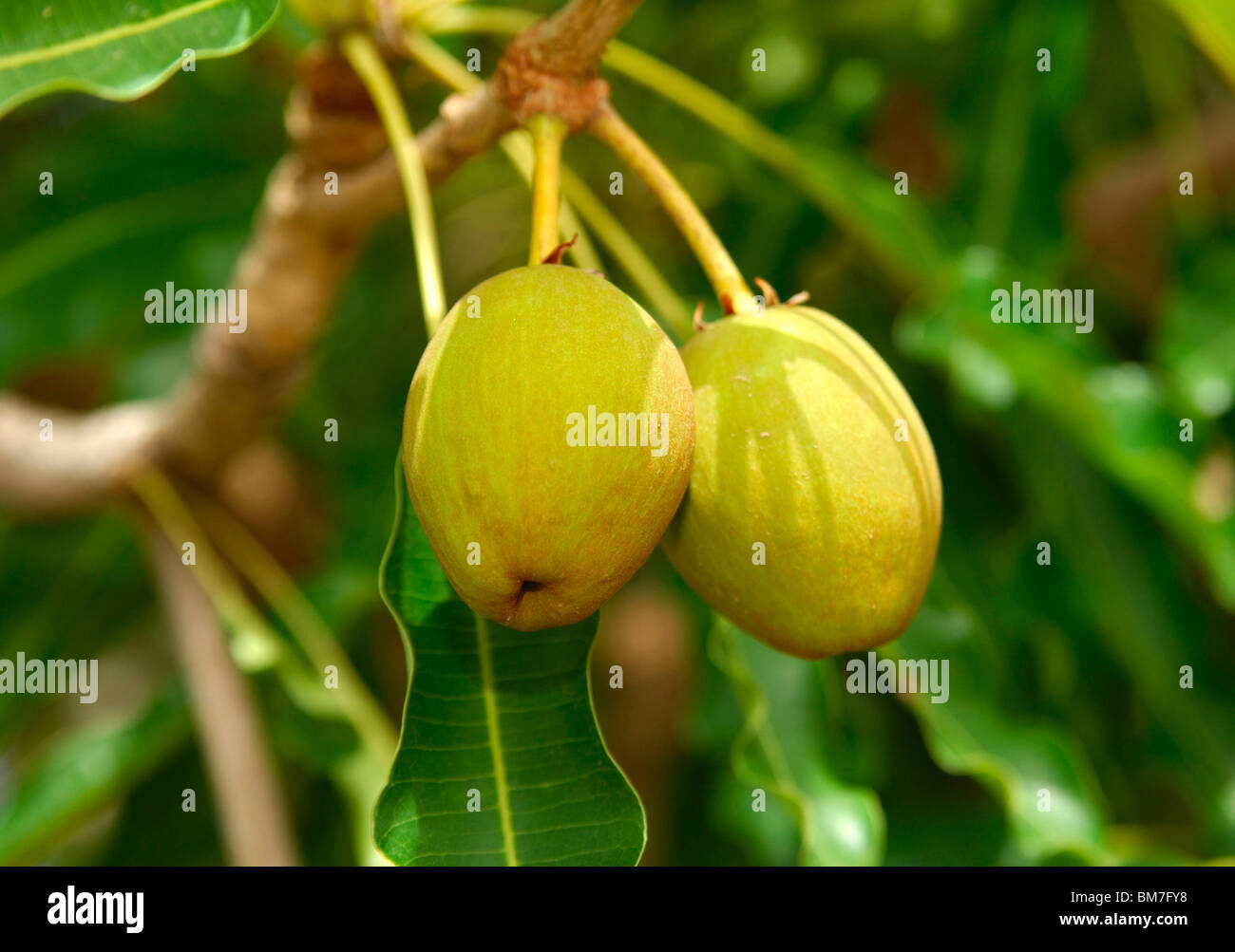 Shea nut tree hi-res stock photography and images - Alamy