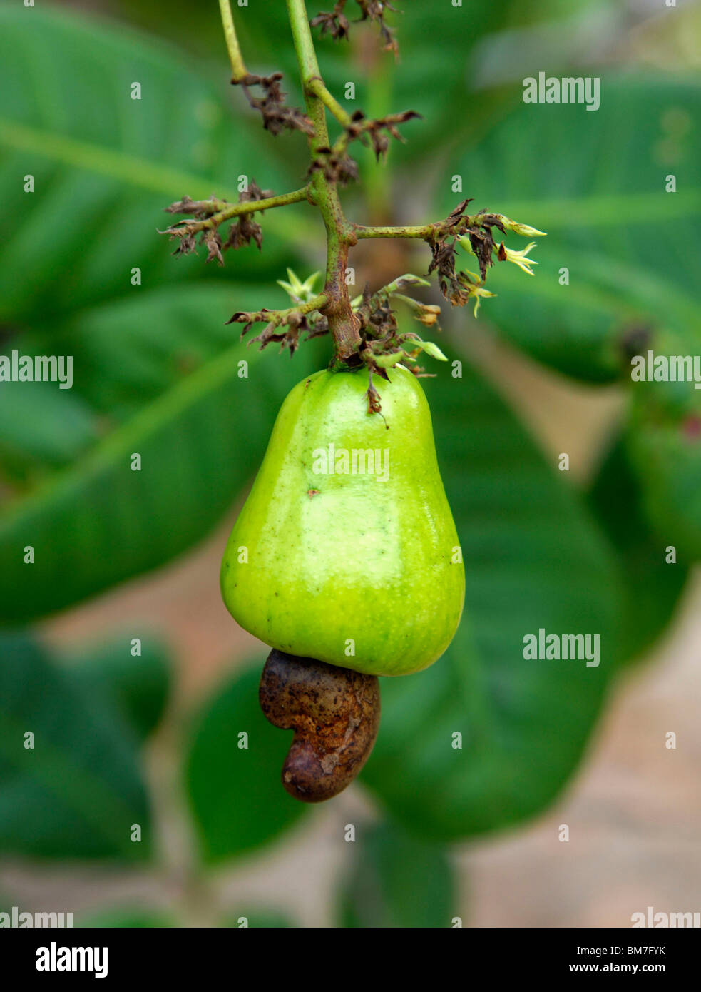 Brazil : Cashew Stock Photo - Alamy