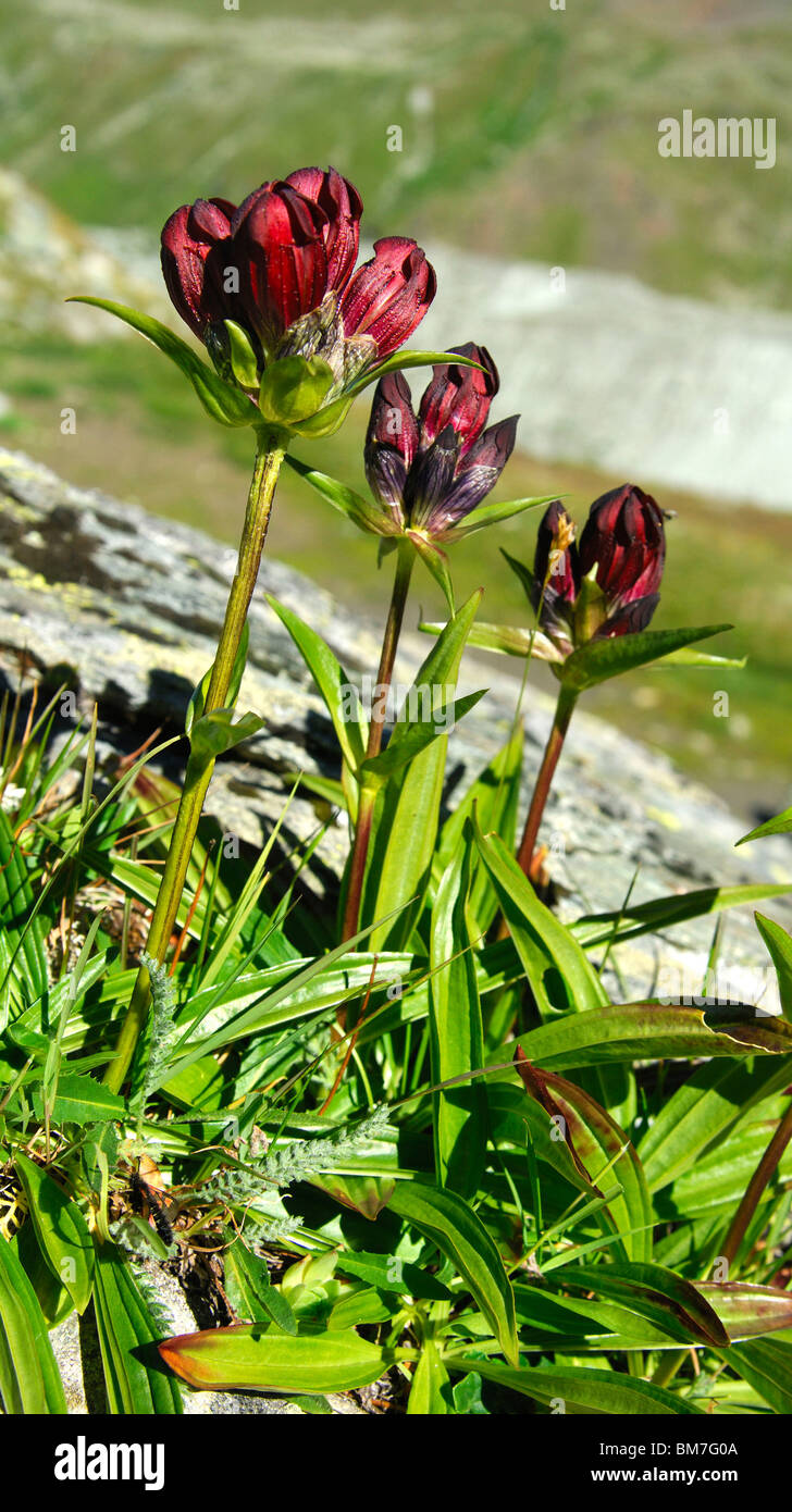 Purple gentian hi-res stock photography and images - Alamy