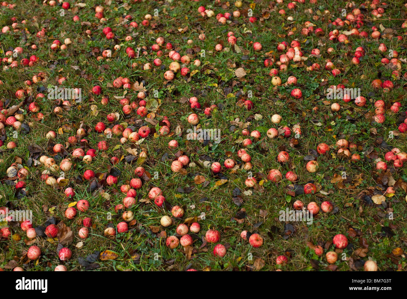 Fallen apples on the ground Stock Photo - Alamy