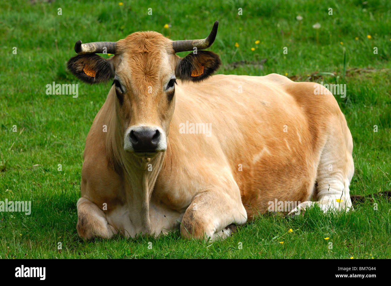 Aubrac cow, France Stock Photo - Alamy