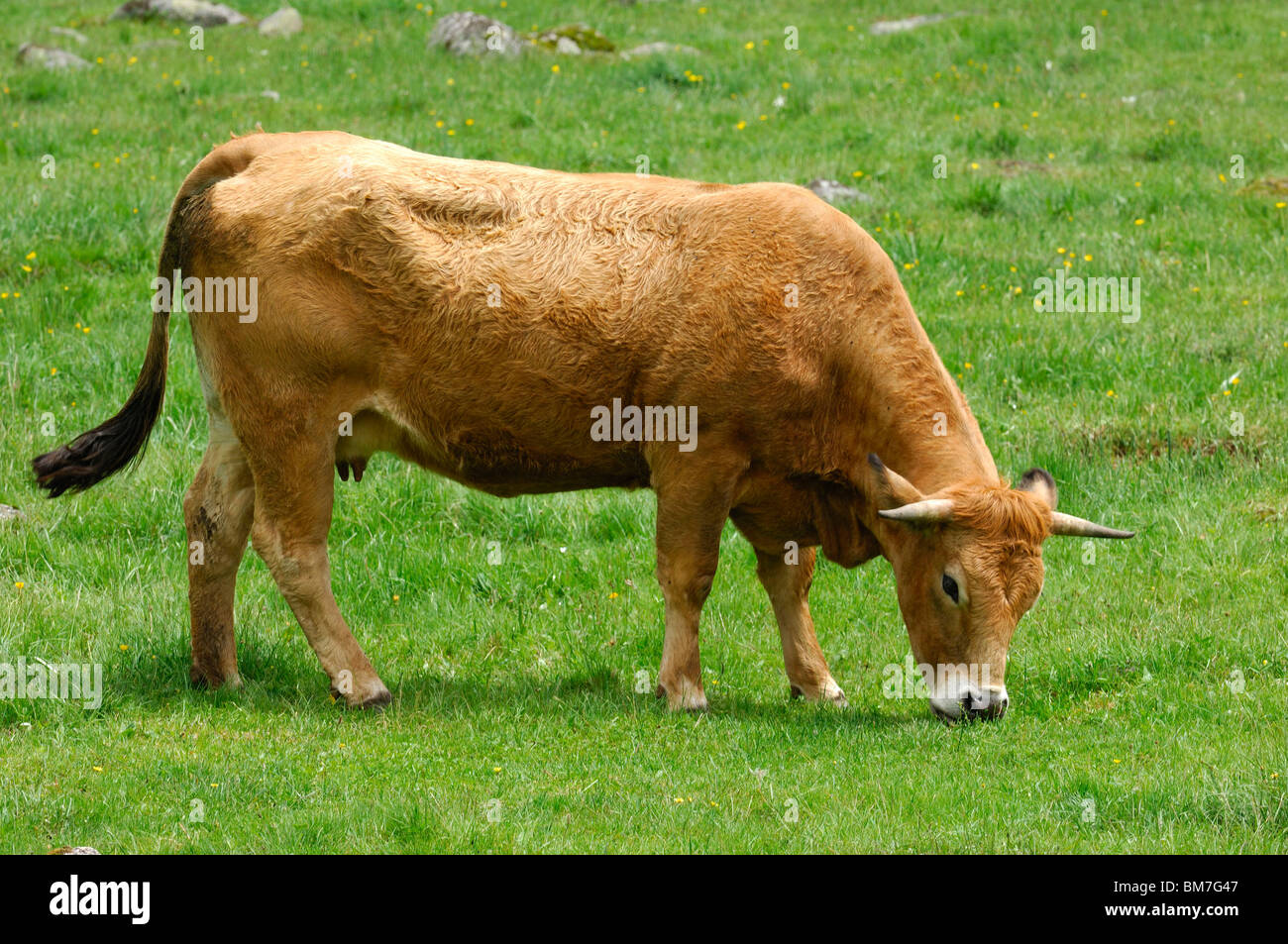 Aubrac cow, France Stock Photo - Alamy
