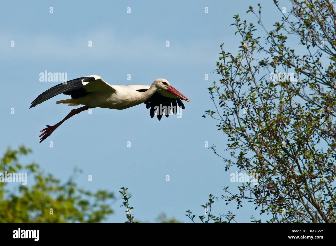 White Stork in flight, Ciconia ciconia Stock Photo - Alamy