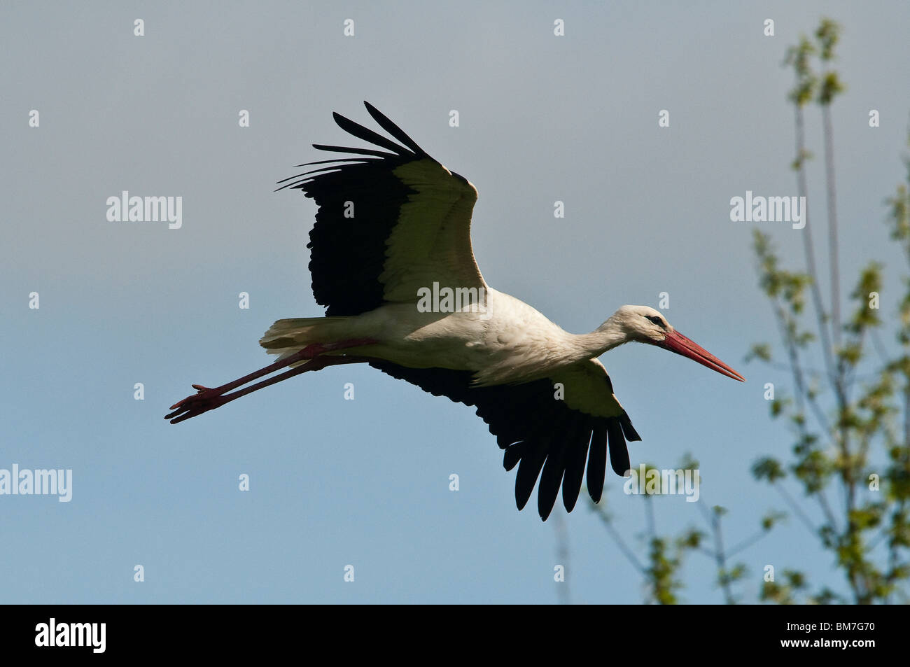 White Stork in flight, Ciconia ciconia Stock Photo - Alamy