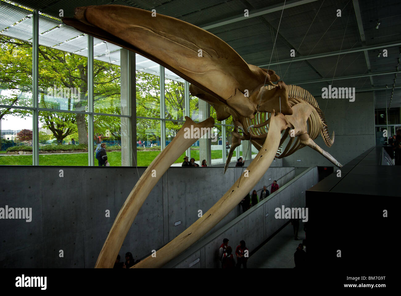 Huge blue whale Balaenoptera musculus skeleton exhibit Beaty ...