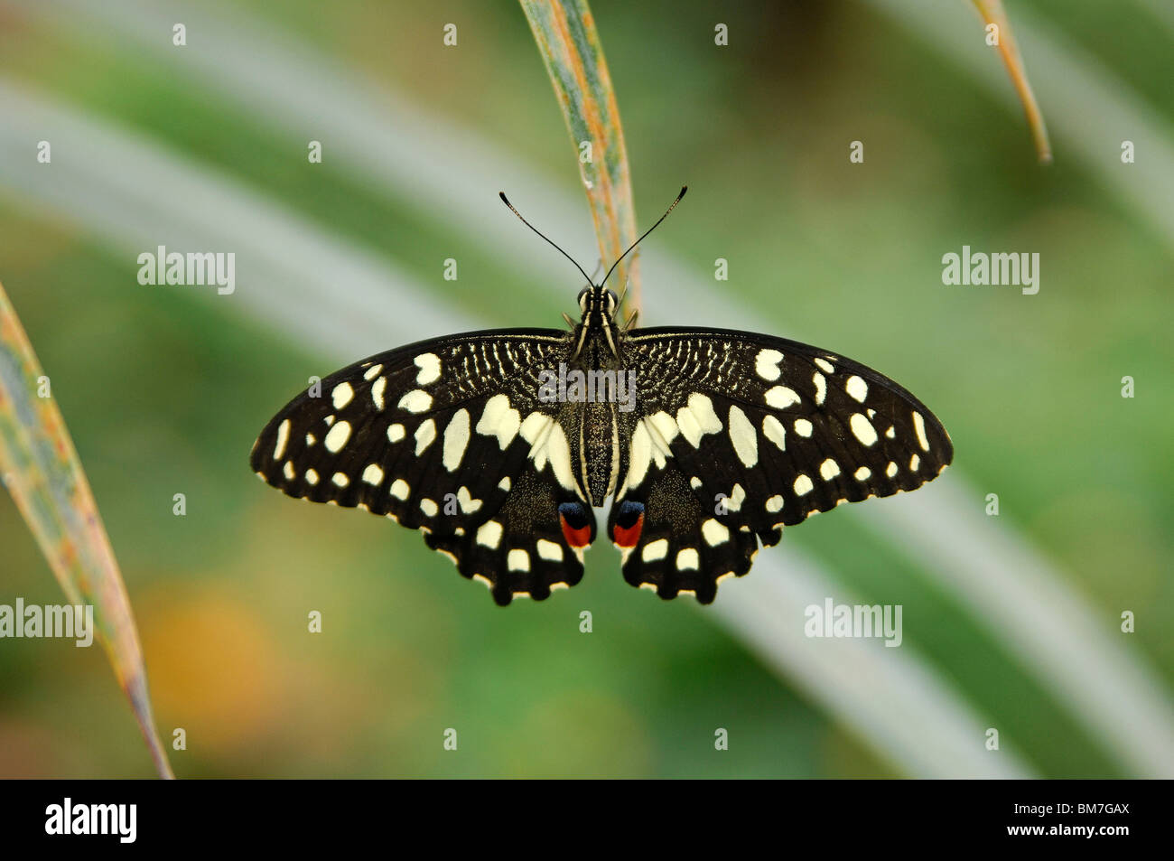 Butterfly, Papilio demodocus Stock Photo - Alamy