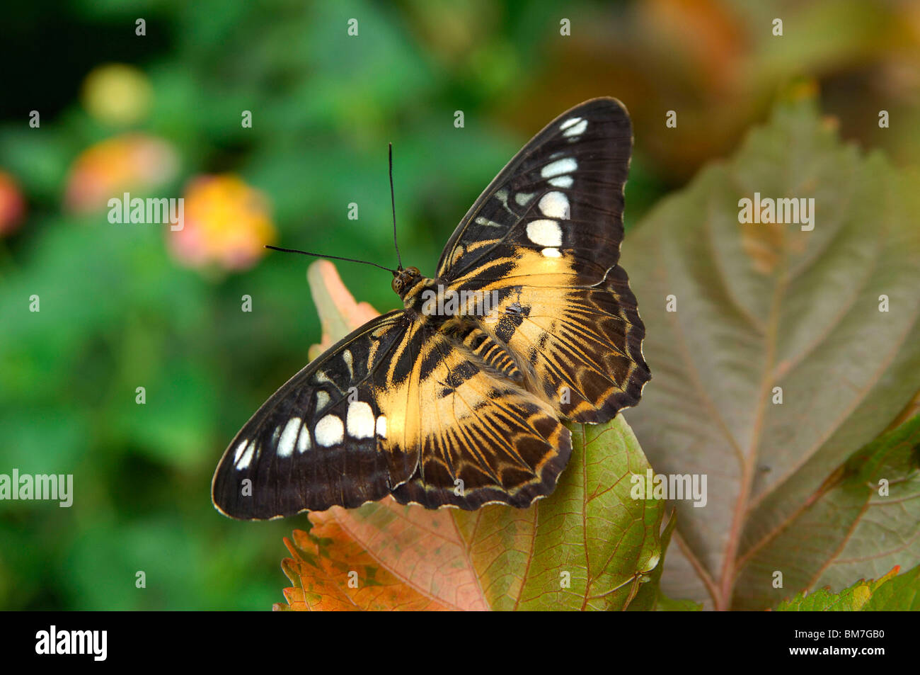 Butterfly, The Clipper Stock Photo - Alamy