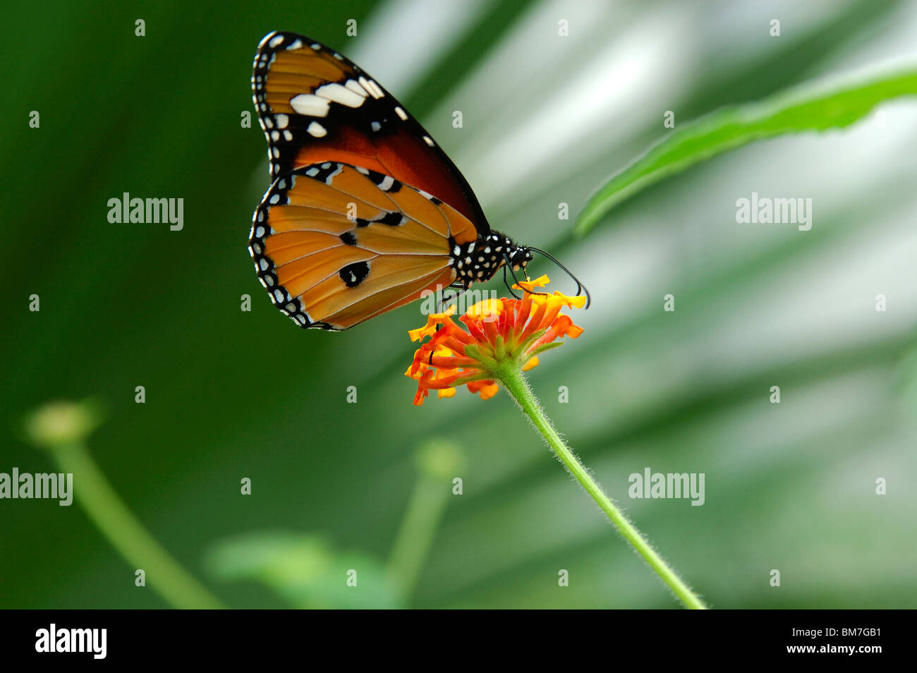 Butterfly, Plain Tiger or African Monarch Stock Photo - Alamy