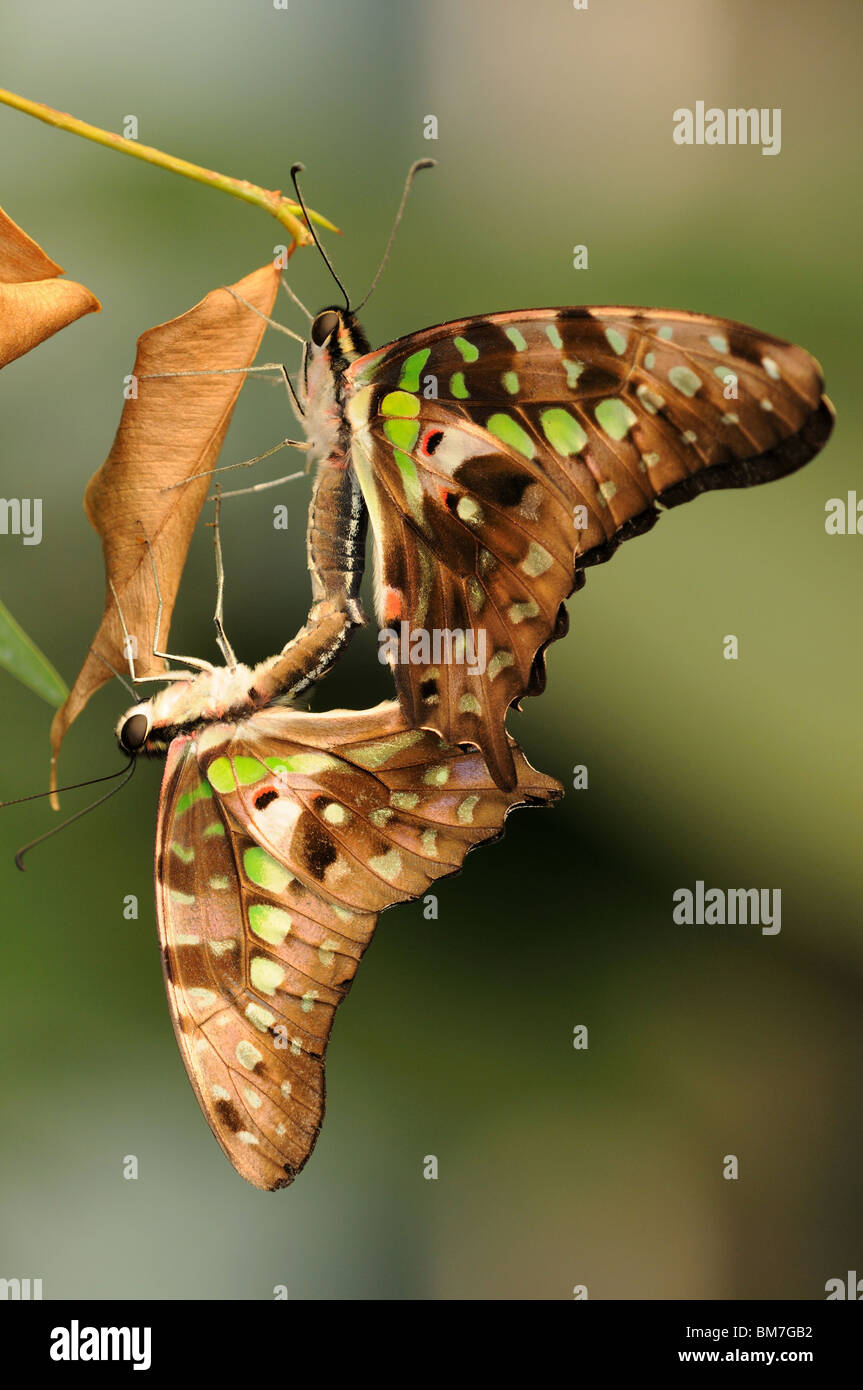 Butterflies, Tailed Jay Stock Photo - Alamy