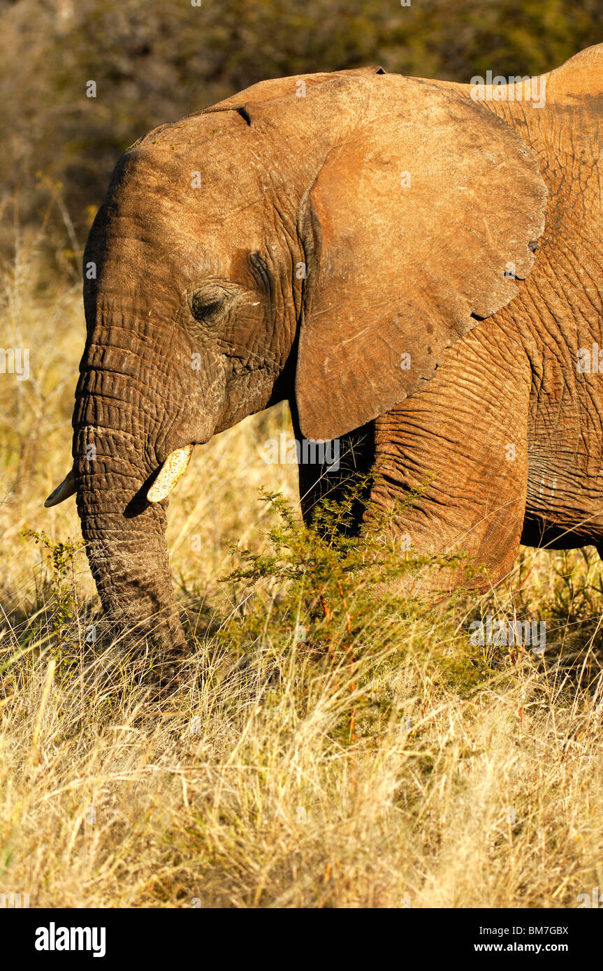 South Africa : Elephant Stock Photo - Alamy