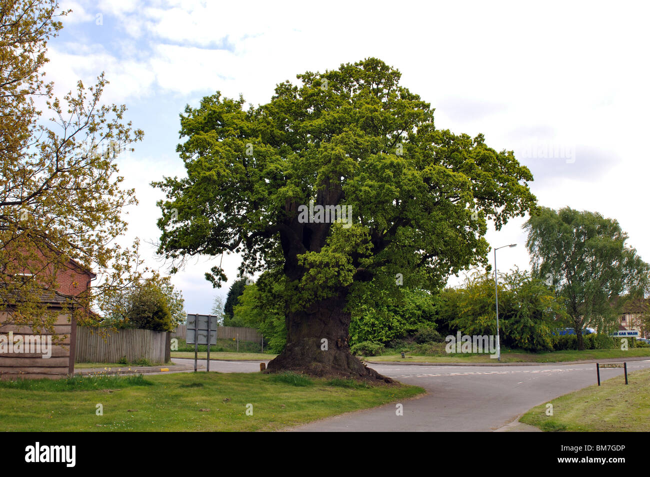 The Baginton Oak, Baginton, Warwickshire, England, UK Stock Photo - Alamy