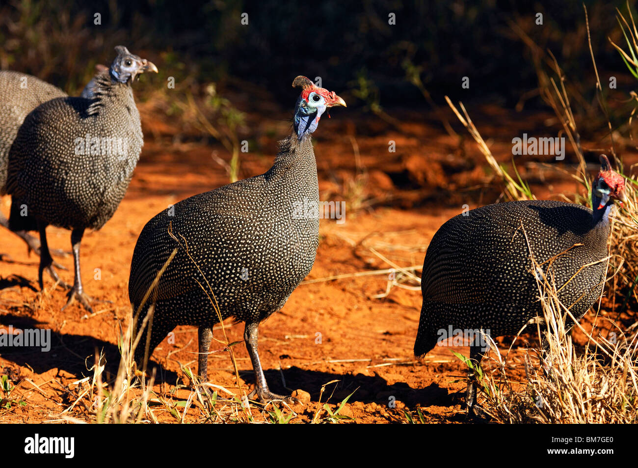South africa guinea fowl hi-res stock photography and images - Alamy
