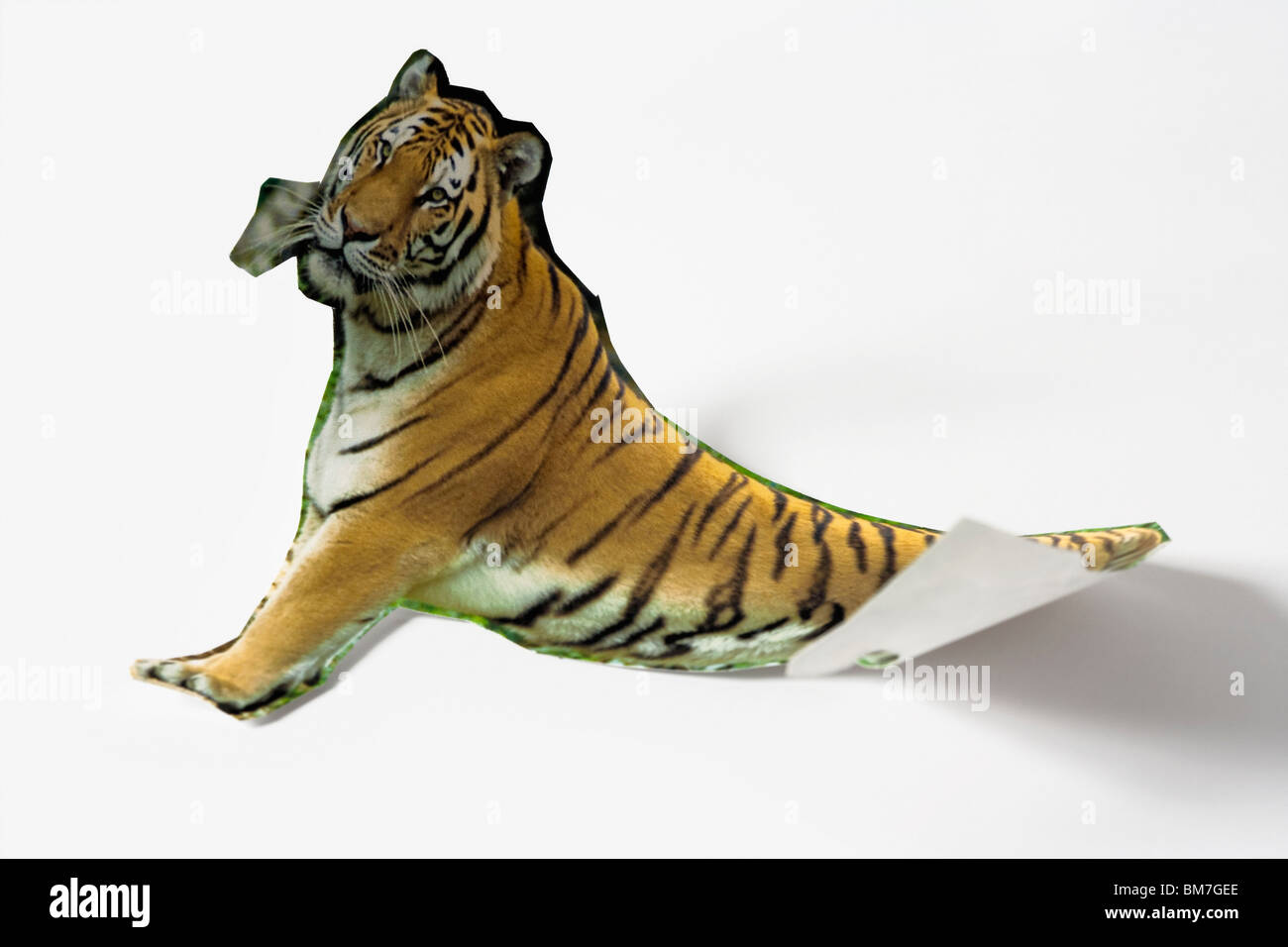 Paper tiger hi-res stock photography and images - Alamy