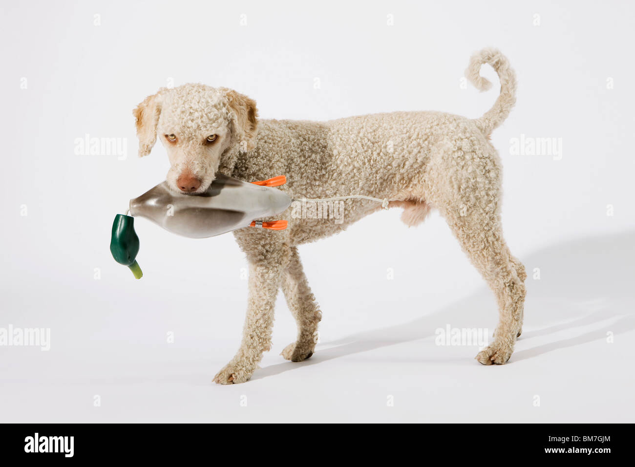 A Portuguese Waterdog holding a toy duck in its mouth Stock Photo - Alamy