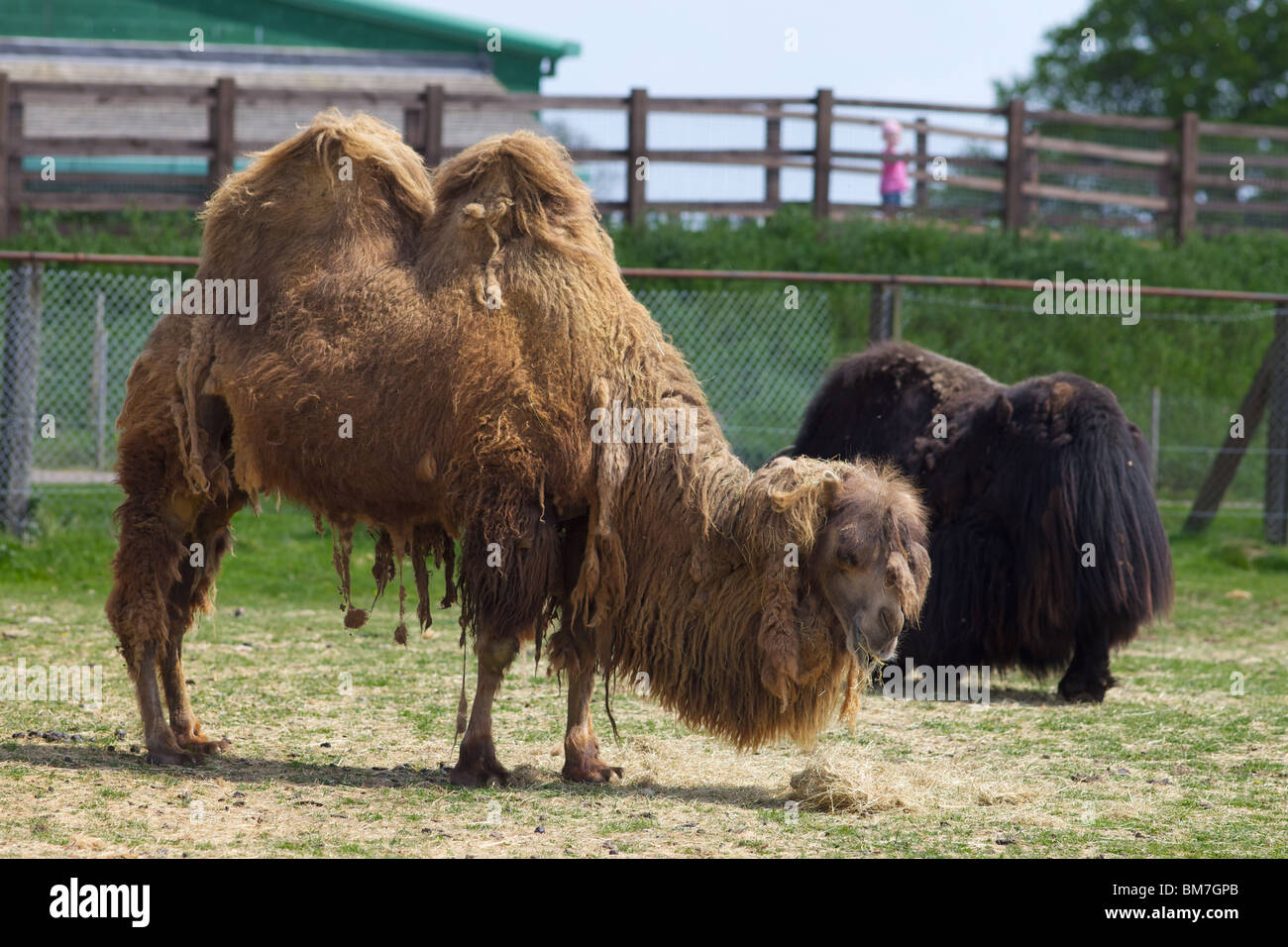 A molting Bactrian camel in Whipsnade zoo, England Stock Photo - Alamy