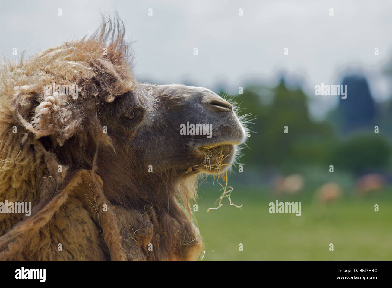 A molting Bactrian camel in Whipsnade zoo, England Stock Photo - Alamy