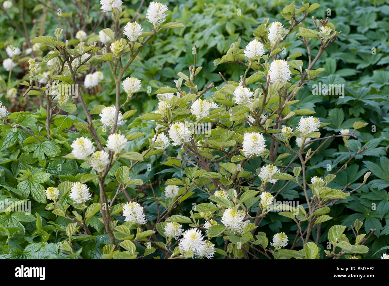 Fothergilla hi-res stock photography and images - Alamy