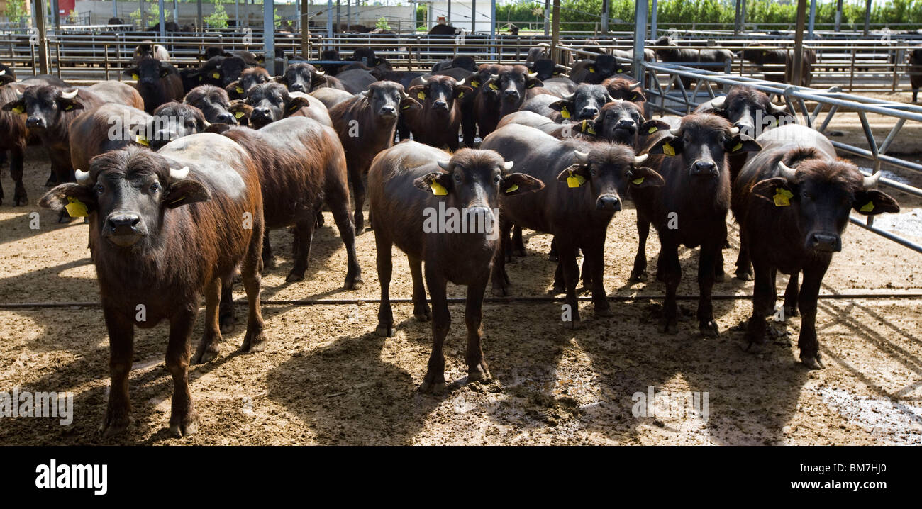 Italy: buffalo breeding Stock Photo - Alamy