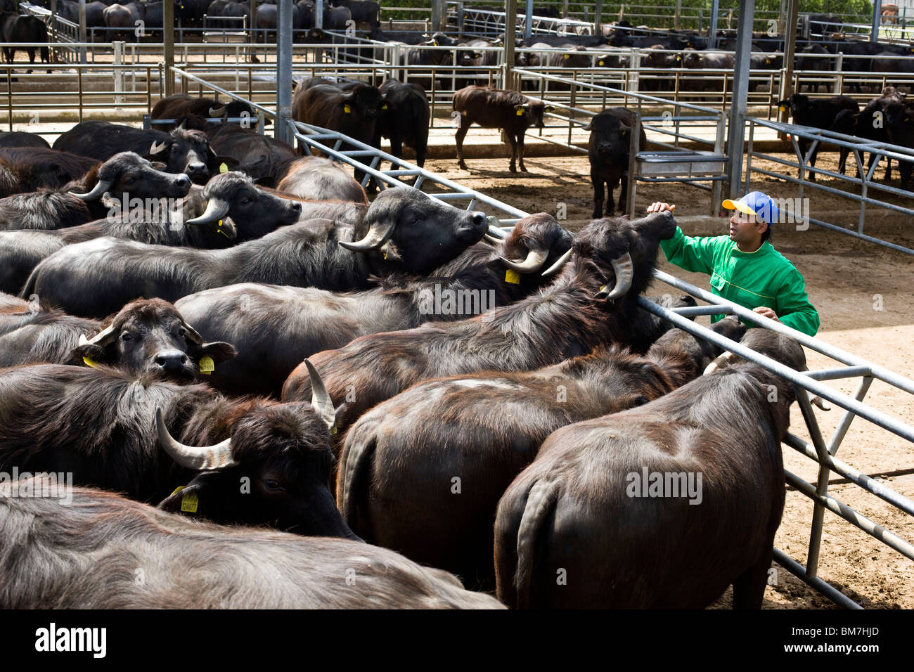 Italy: buffalo breeding Stock Photo - Alamy