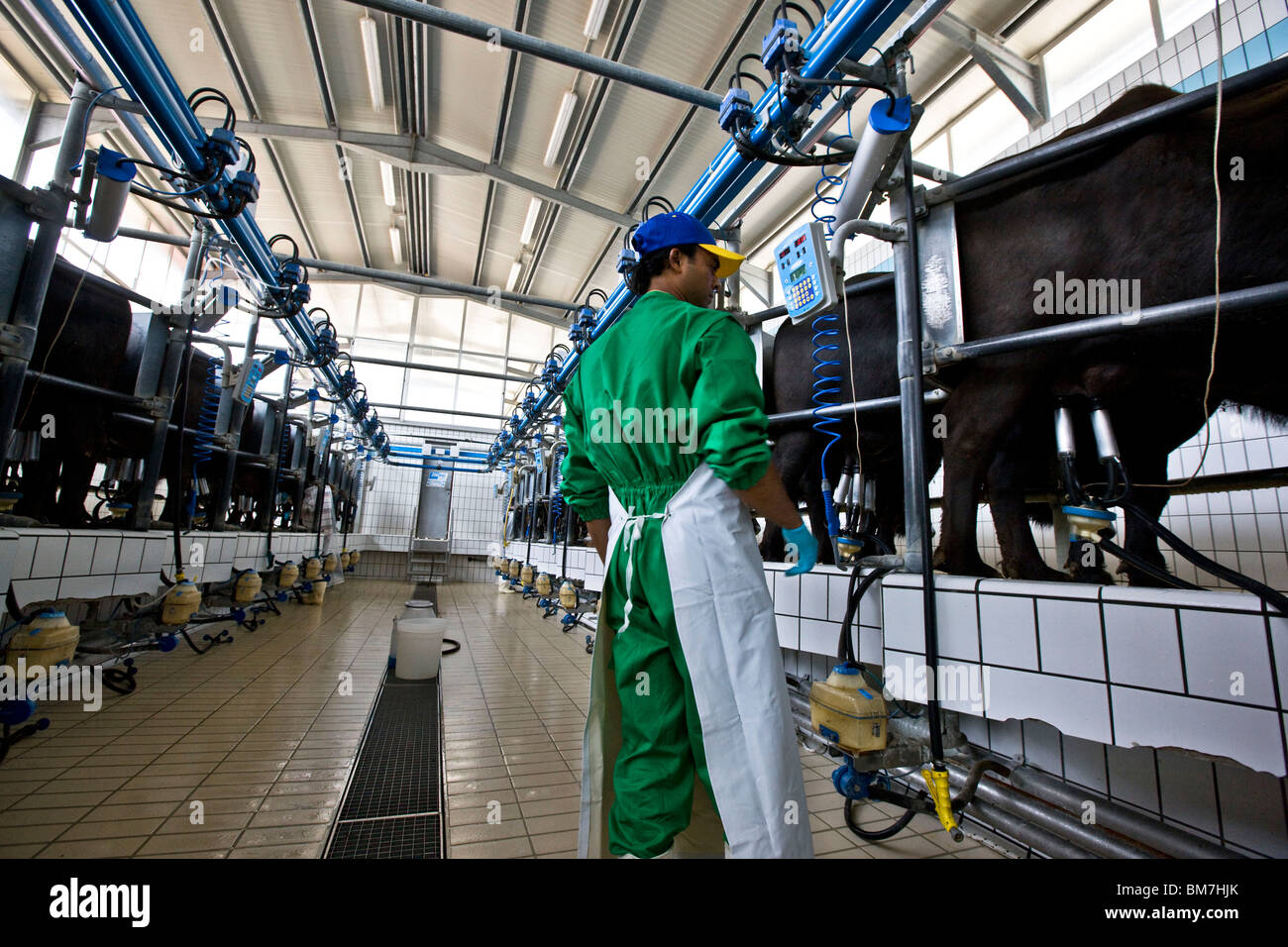 Italy: buffalo breeding Stock Photo - Alamy