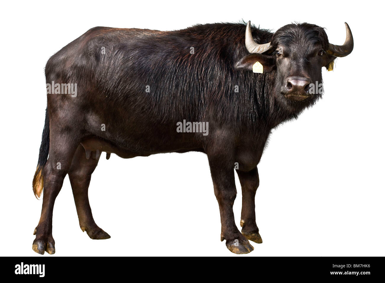 Female buffalo, photo that can be cut out Stock Photo - Alamy