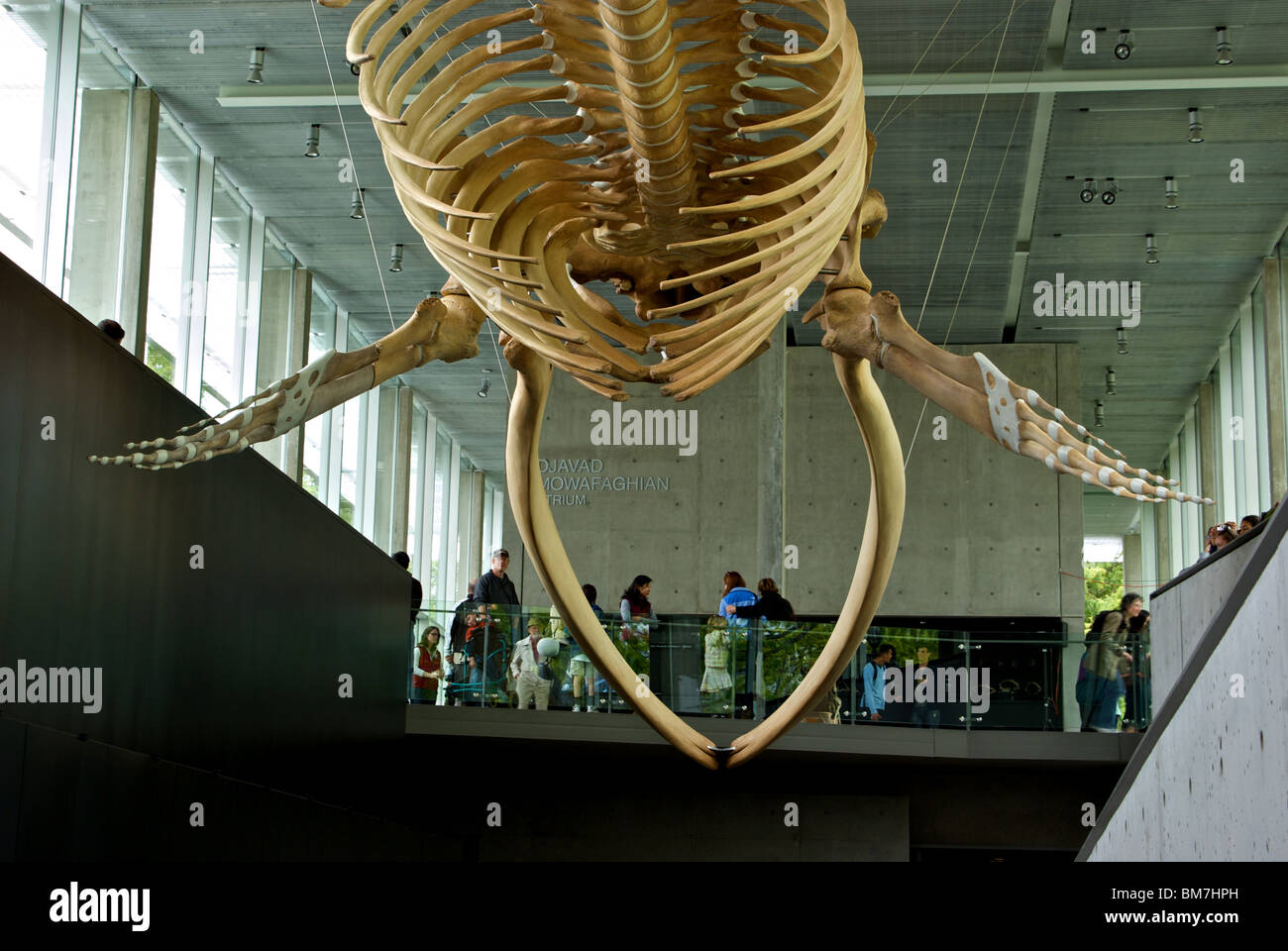 Blue whale skeleton exhibit in the Djavad Mowafaghian Atrium Beaty ...
