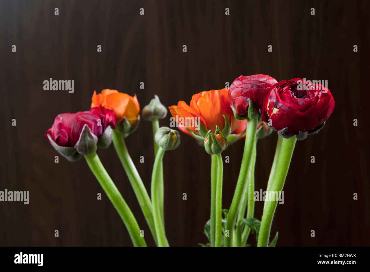 Peonies and Ranunculus flowers in a vase Stock Photo - Alamy