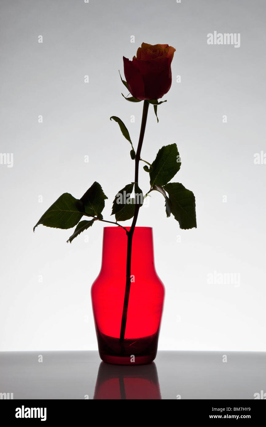 Single rose hi-res stock photography and images - Alamy