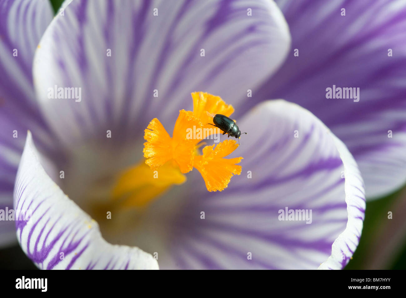 Crocus vernus stamens hi-res stock photography and images - Alamy