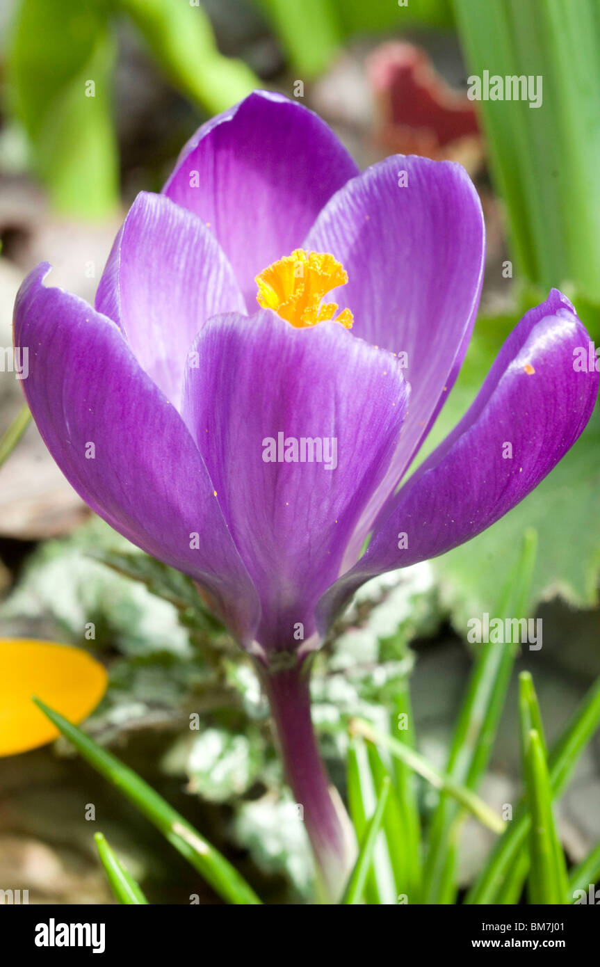 Dutch crocus crocus vernus hi-res stock photography and images - Alamy