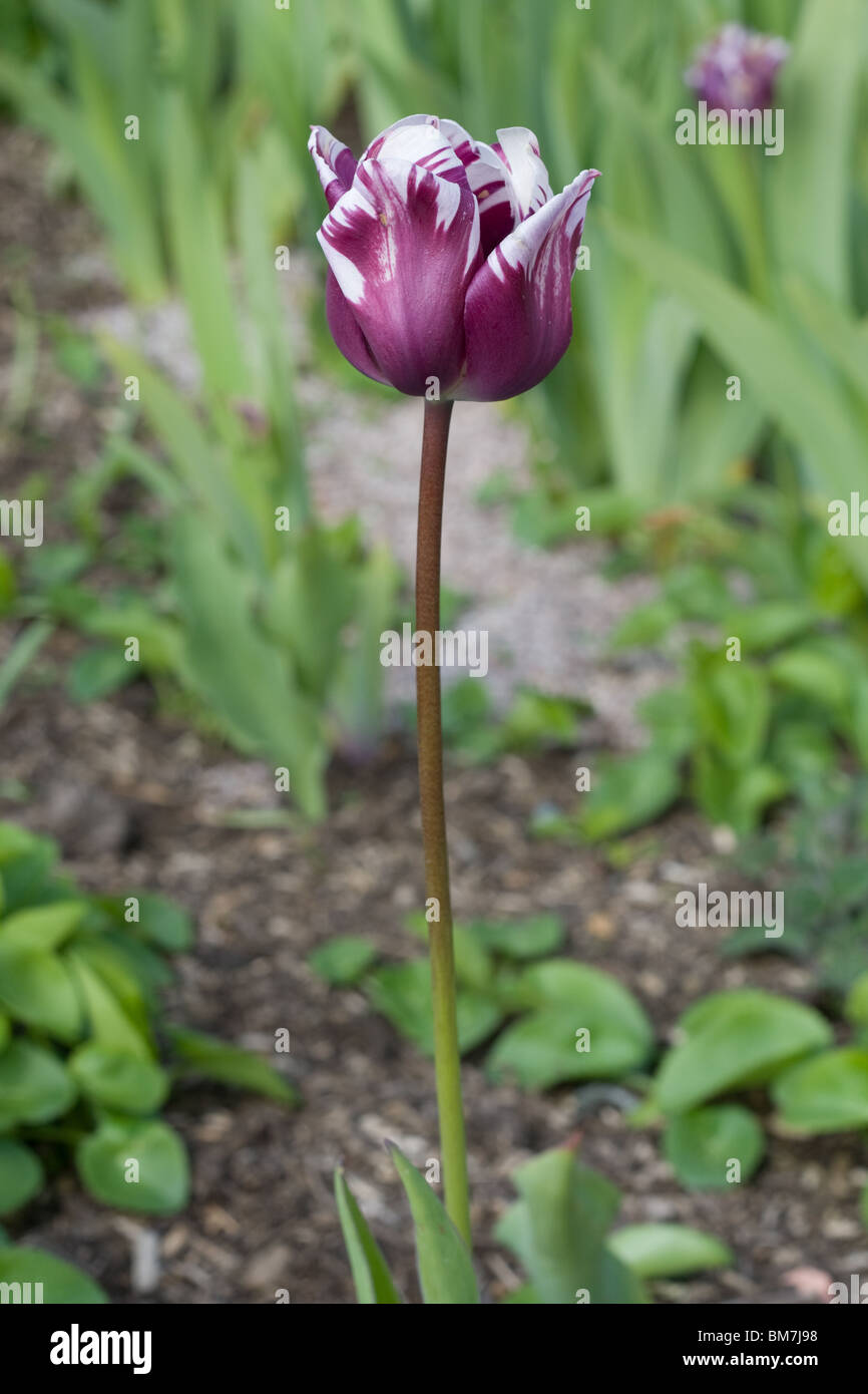 Purple and silver tulip Stock Photo - Alamy