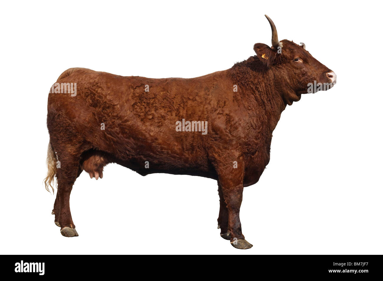 Salers cow (breed of cattle Stock Photo - Alamy