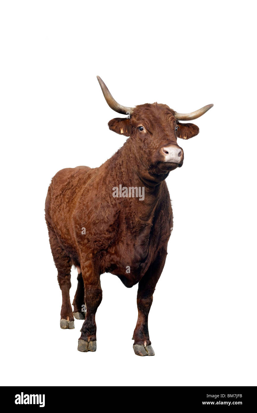 Salers cow hi-res stock photography and images - Alamy